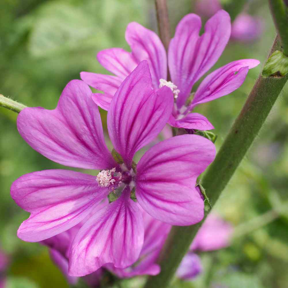 Hollyhock Seeds - Malva Sylvestris Zebrina Flower Seed