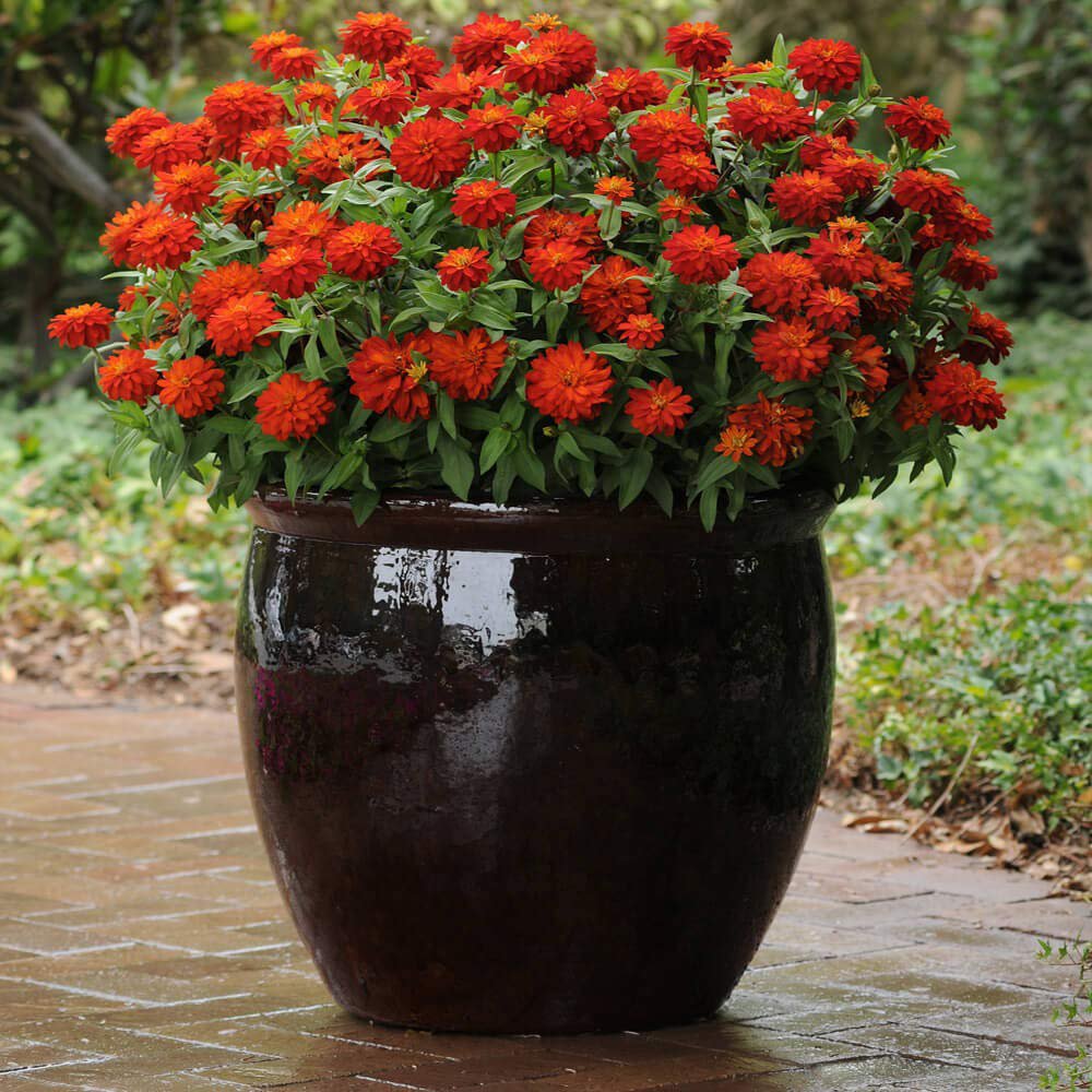 Zinnia Zahara Double Fire Flower Seeds AAS Winner