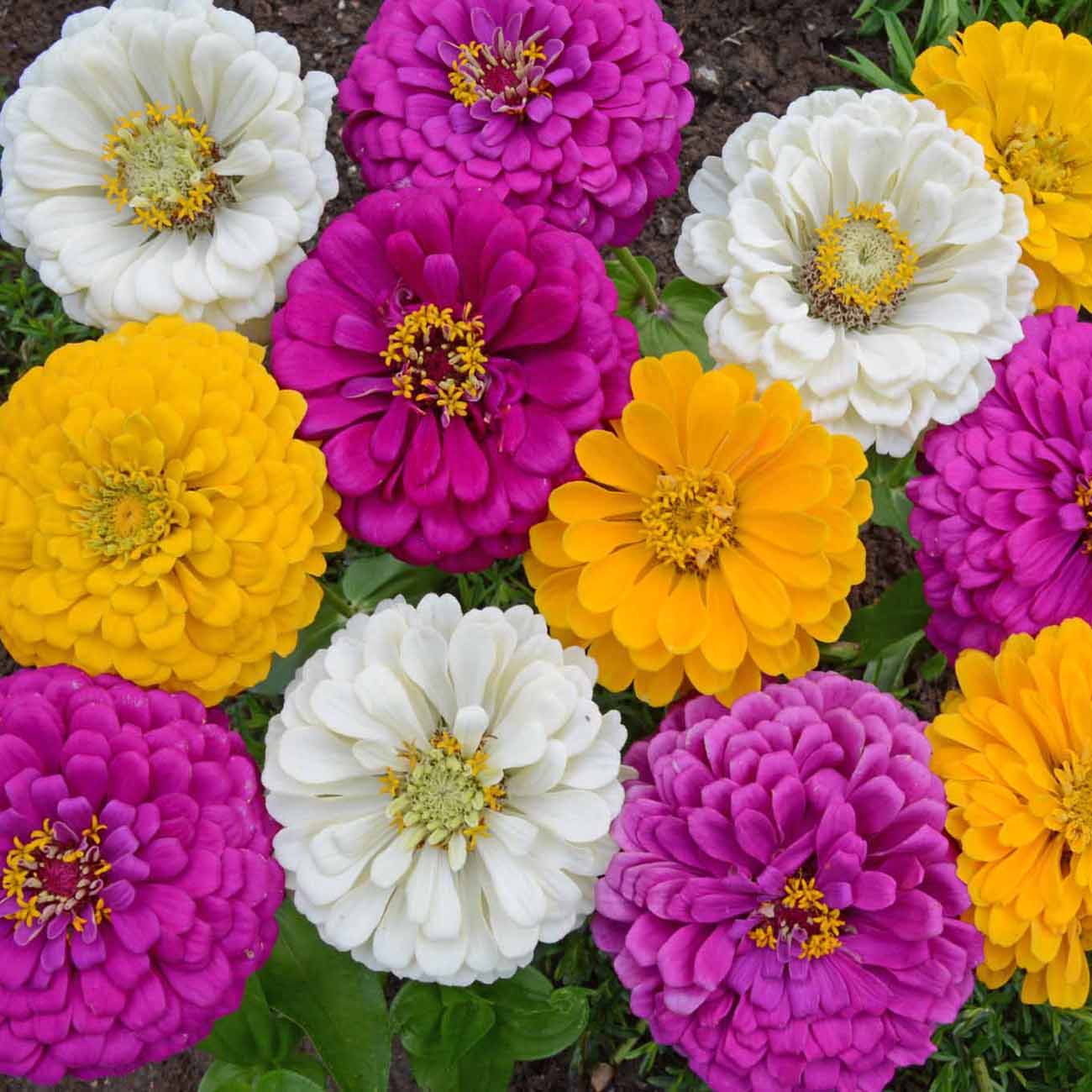 Dahlia Flowered Zinnia Seeds - Dream Zinnia Flower Seed