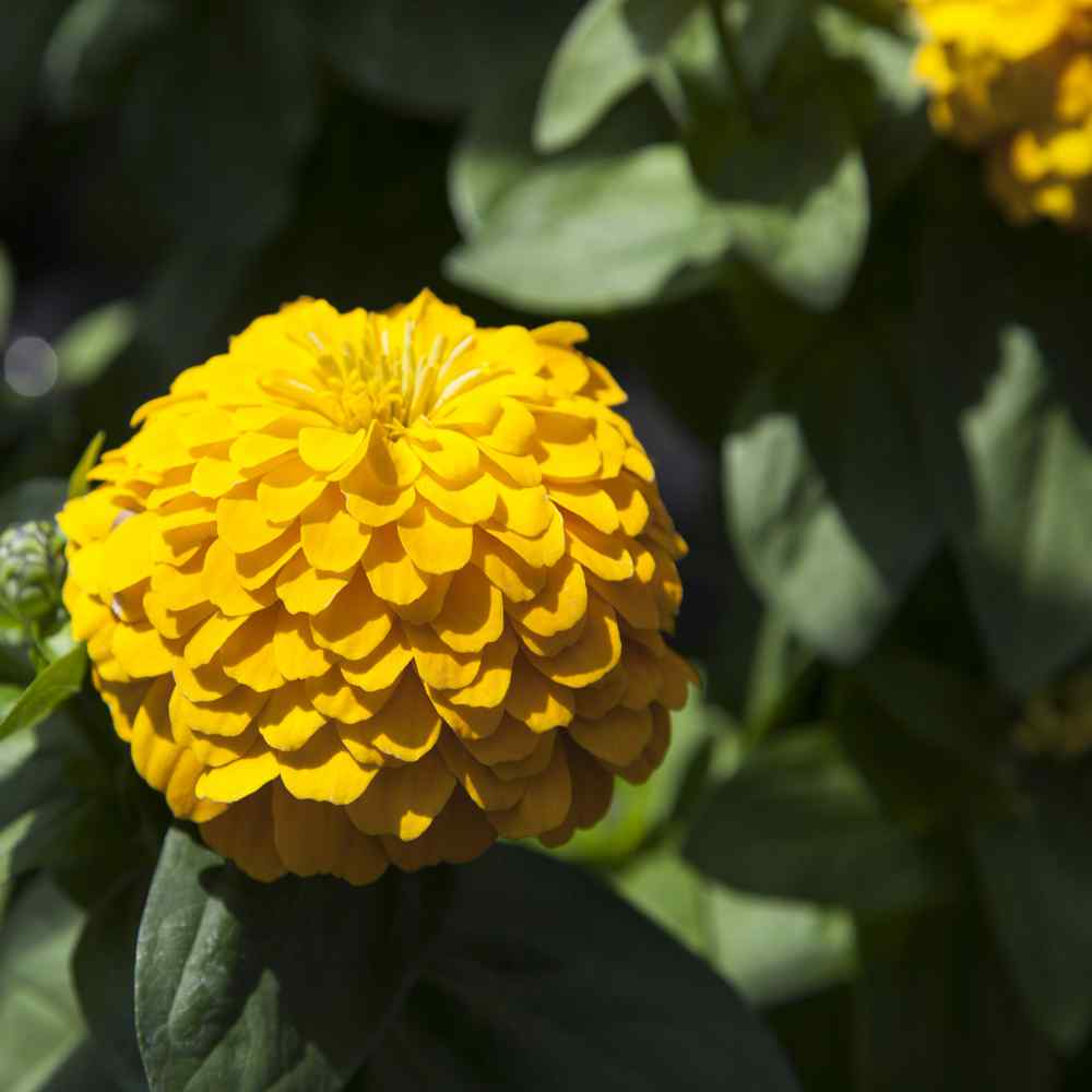 Zinnia Seeds - Yellow Lilliput Flower Seed