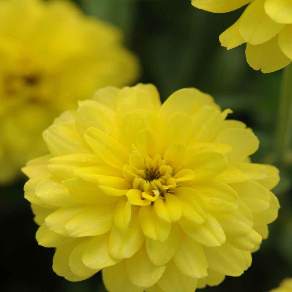 Zinnia Seeds - Yellow Lilliput Flower Seed