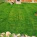 Fireball & Hattrick Grass Seed - Perennial Ryegrass Seed Blend