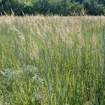 Indian Grass Seed - Sorghastrum Nutans Native Grass Seeds