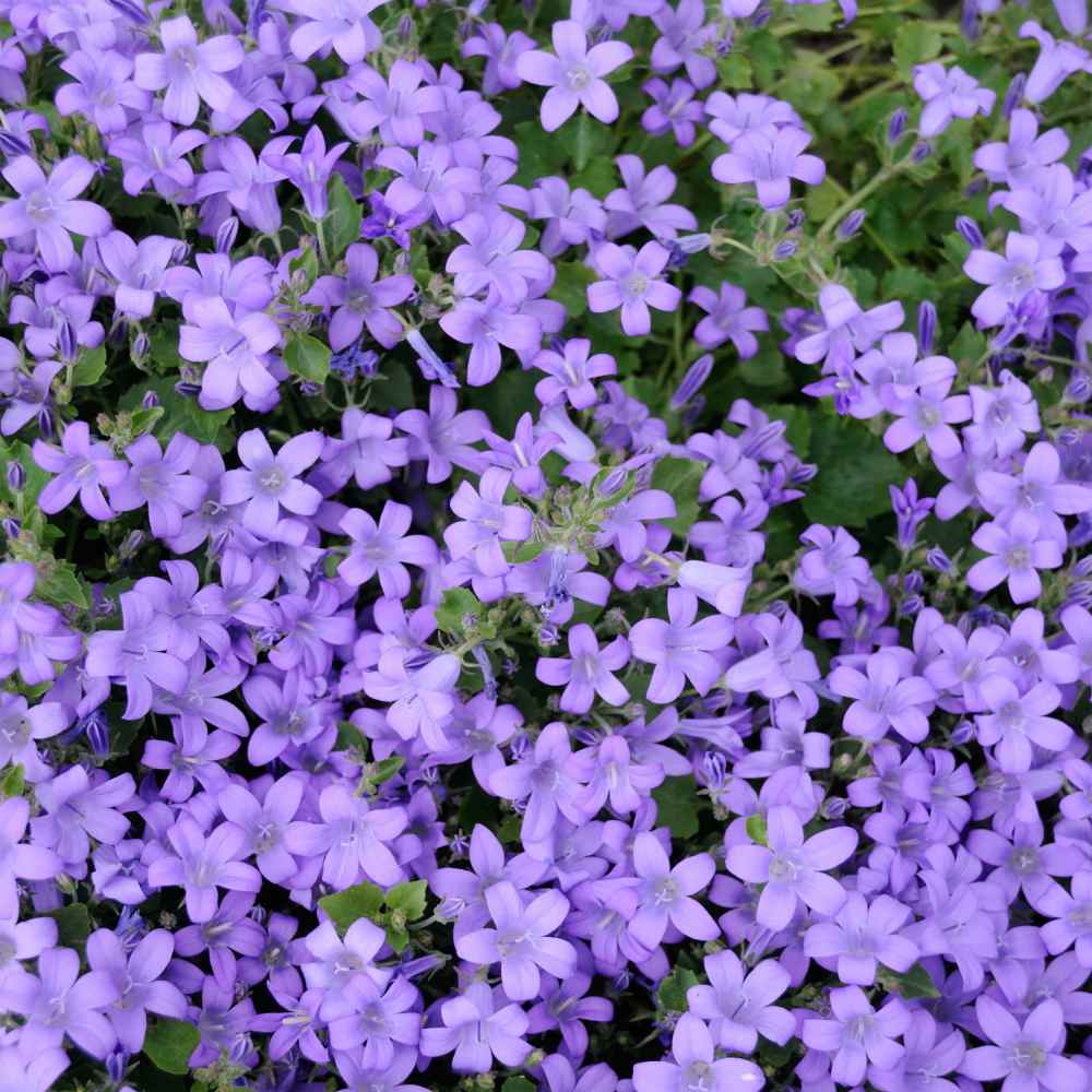 Aubrieta Seeds - Rock Cress Pale Blue Ground Cover Seed