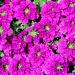 Verbena Seeds - Moss Verbena Ground Cover Seed