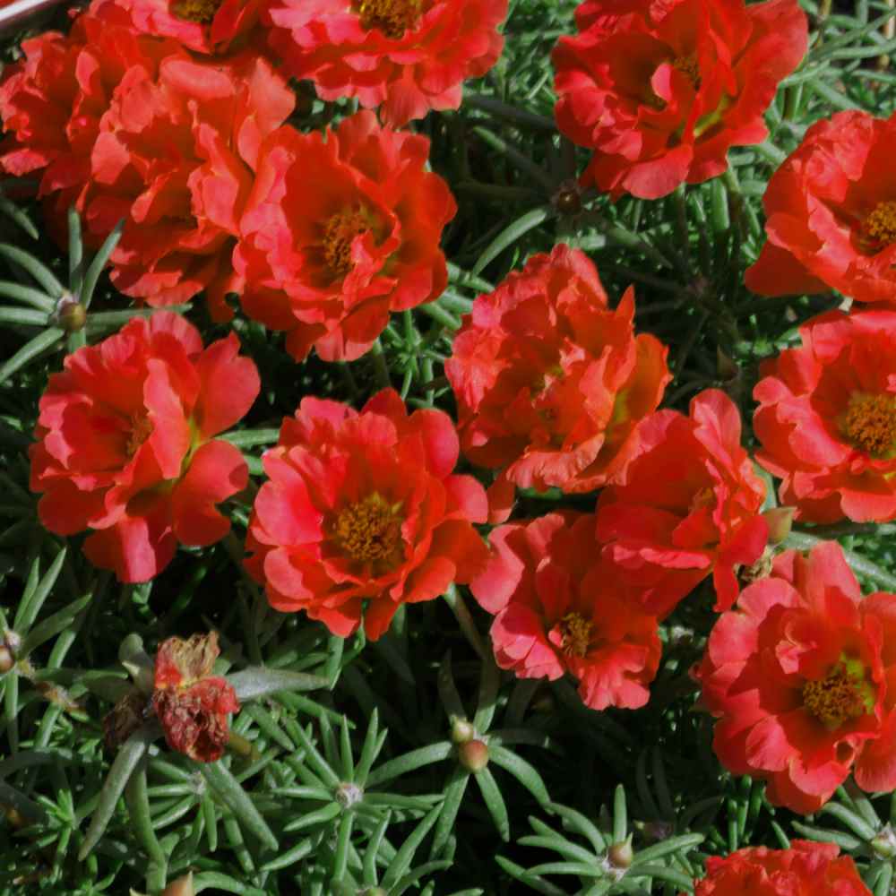 Drought Tolerant Red Moss Rose Portulaca Ground Cover Plant Seed