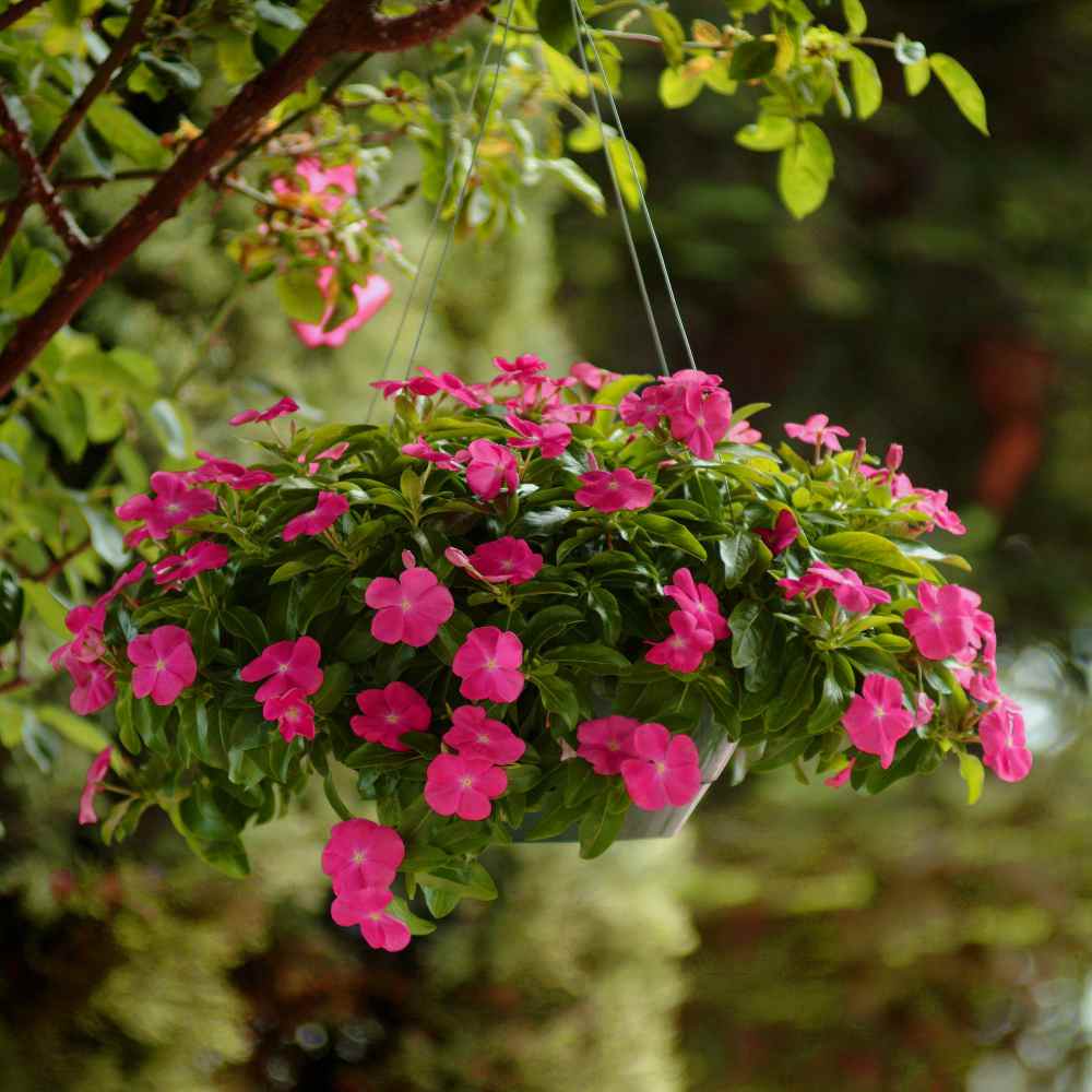 Vinca Hanging Plant