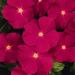 Drought Tolerant Vinca Rosy Periwinkle Ground Cover Plant Seeds