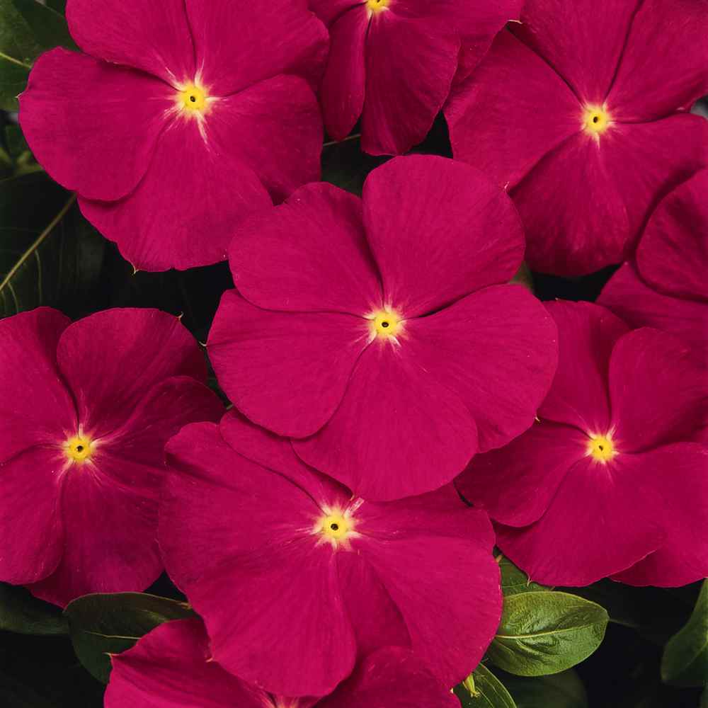 Periwinkle Seed - Rosy Periwinkle Ground Cover Seeds