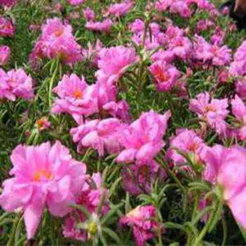 Pink Moss Rose Seed - Pink Portulaca Ground Cover Seeds