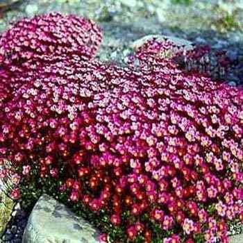 Saxifraga - Alchetron, The Free Social Encyclopedia
