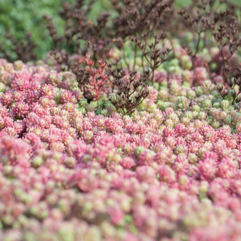 Sedum Hispanicum Drought Tolerant Spanish Stonecrop Ground Cover Plant ...
