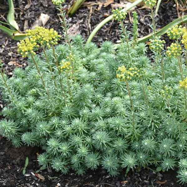 Drought Tolerant Sedum Oracle Groundcover Plant Seeds