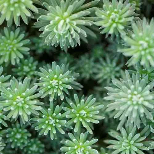 Drought Tolerant Sedum Oracle Groundcover Plant Seeds