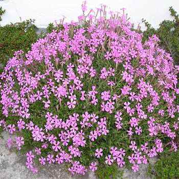 Silene Seeds - Autumn Catchfly Ground Cover Seed