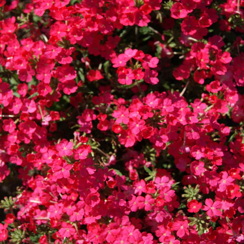 Verbena Seeds - Verbena Hybrida Rose Ground Cover Seed