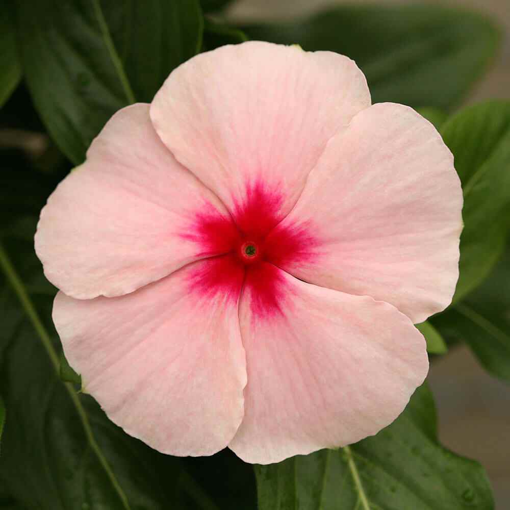 Drought Tolerant Apricot Flowered Periwinkle Ground Cover Vinca Seeds