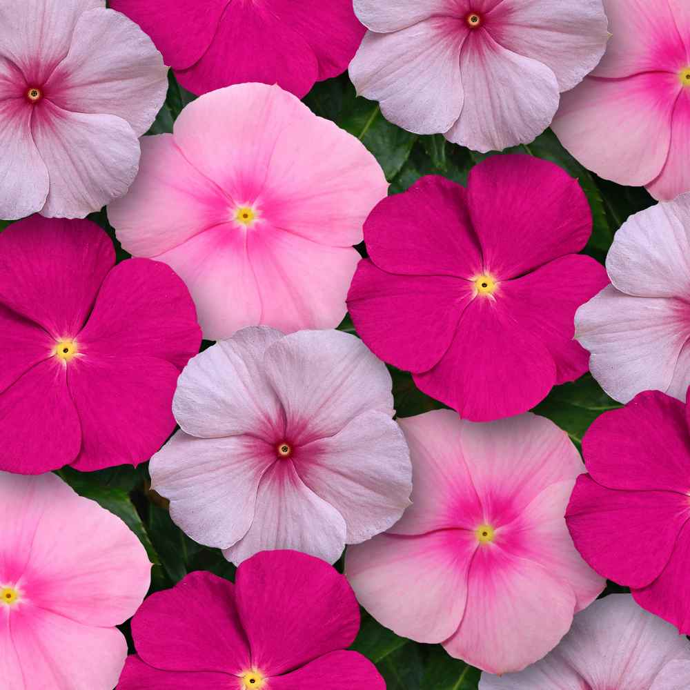 Vinca Flower Seed Mixture - Titan Bubble Gum