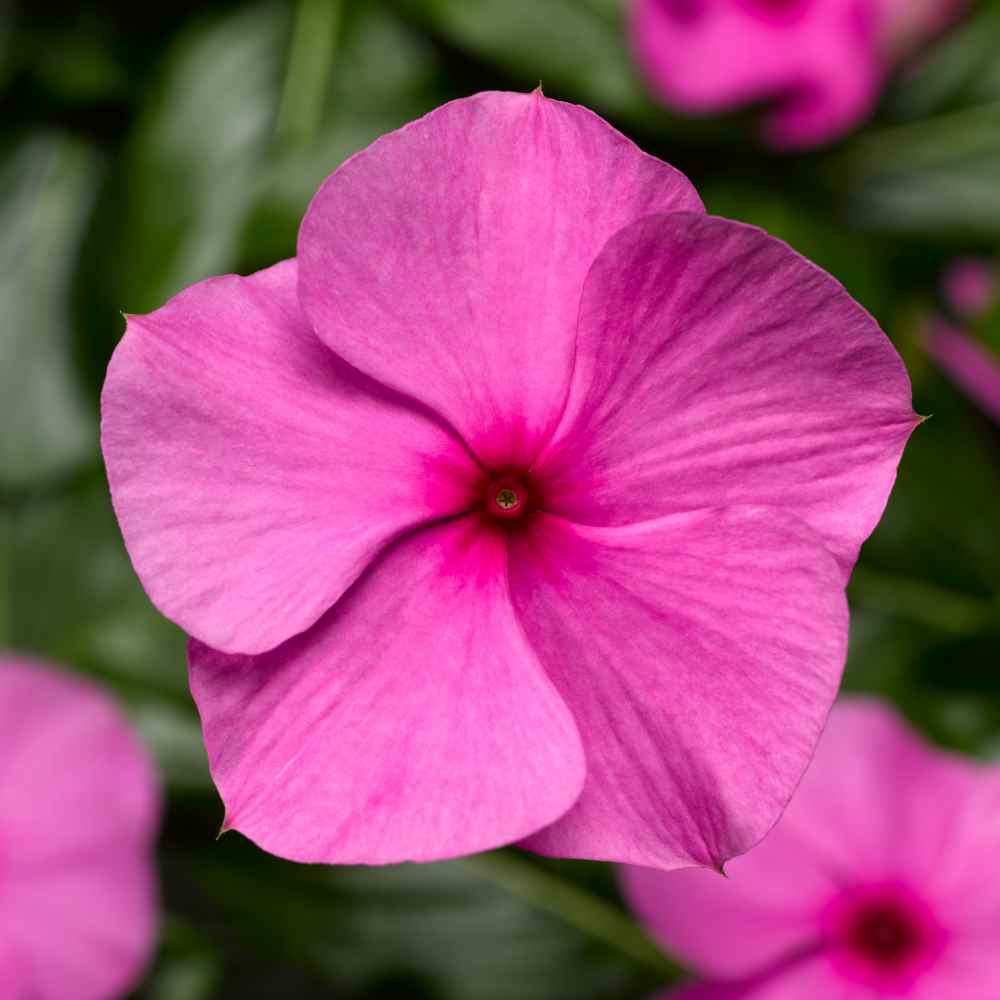Drought Tolerant Lilac Periwinkle Ground Cover & Flower Seeds