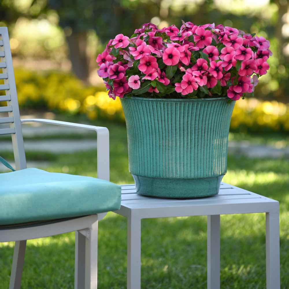 Drought Tolerant Periwinkle Tattoo Raspberry Garden Flower Seeds