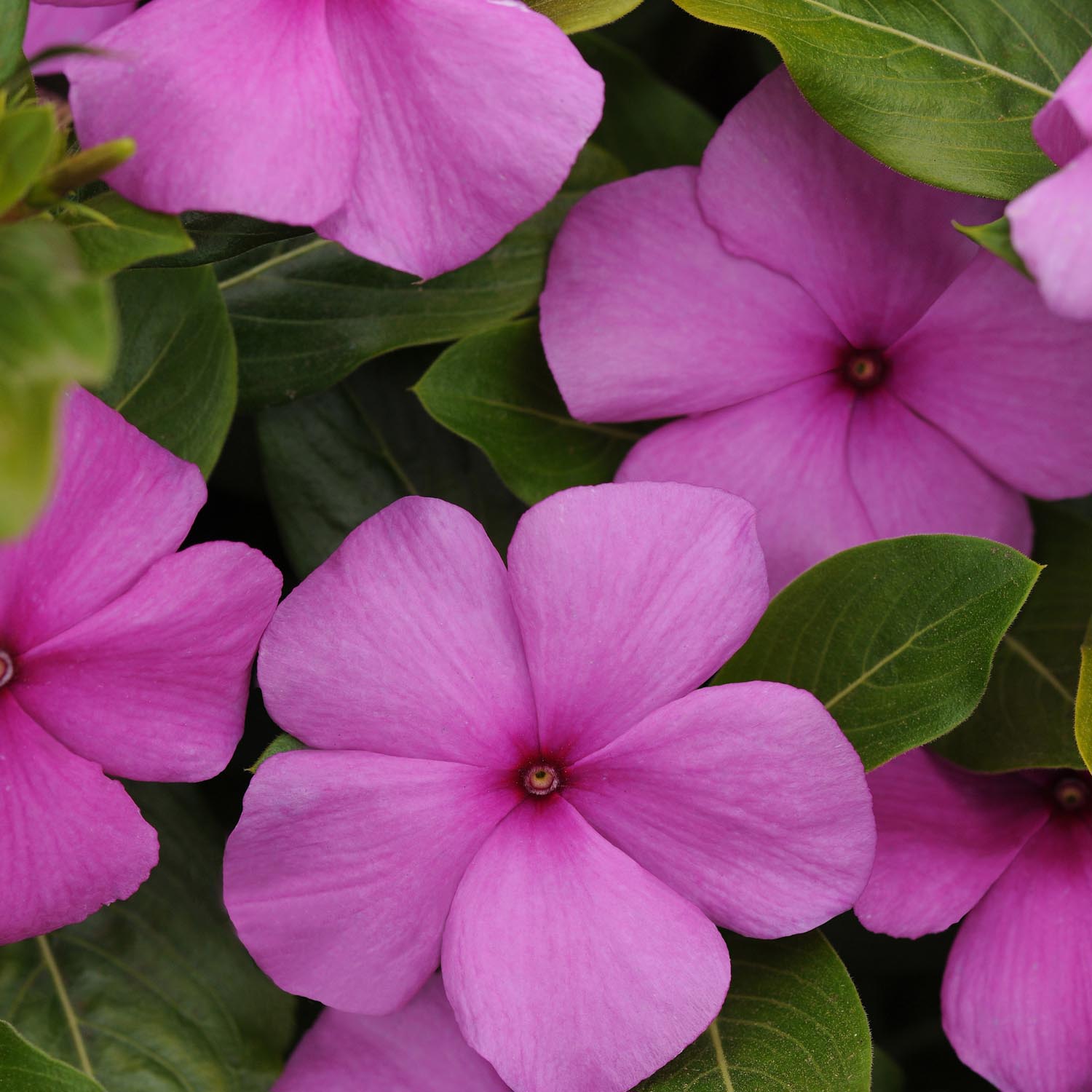 Drought Tolerant Periwinkle Lilac Vinca Garden Flower Plant Seeds