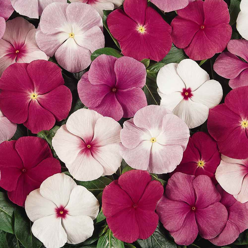 Vinca Varieties