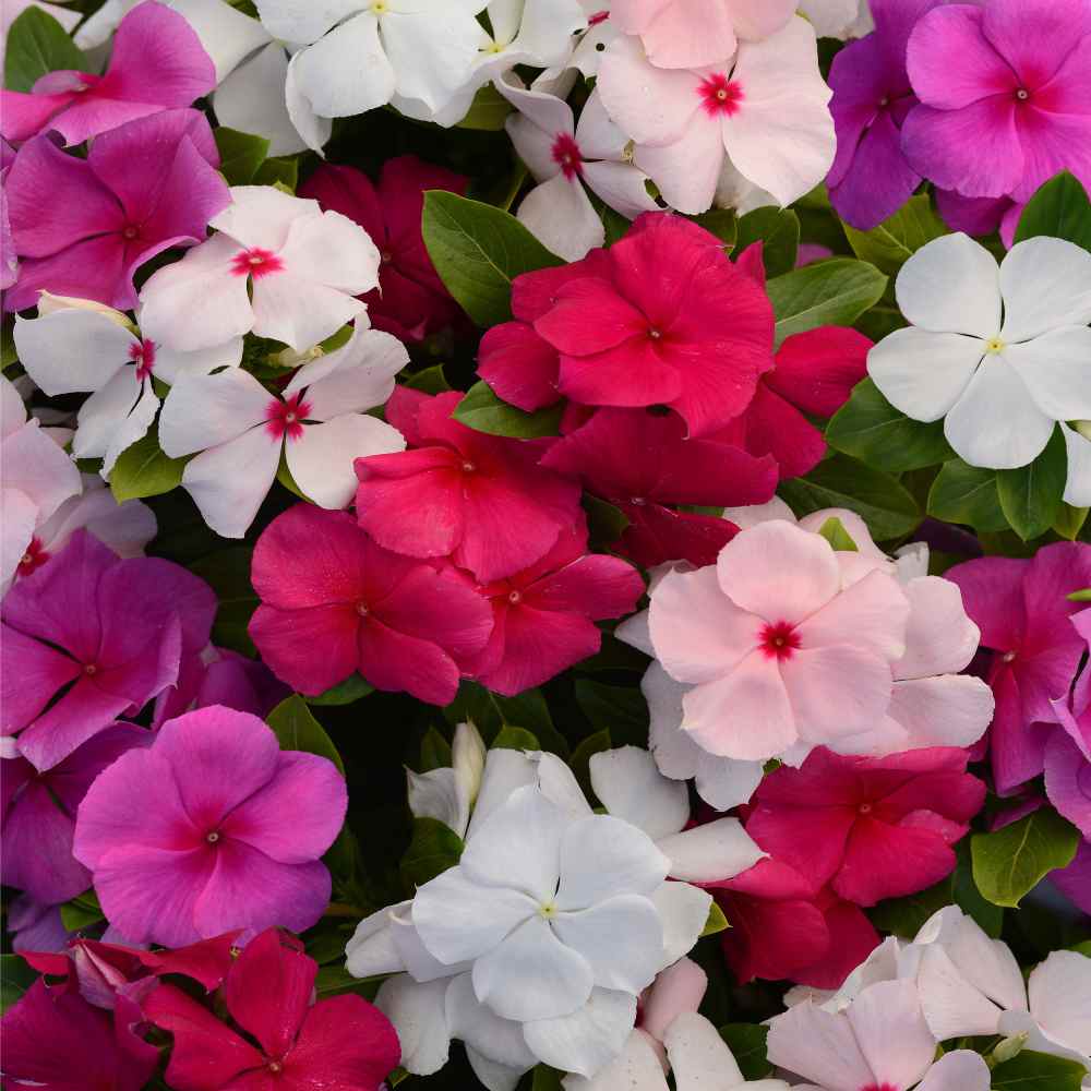 Periwinkle Valiant Flower Seed Mix