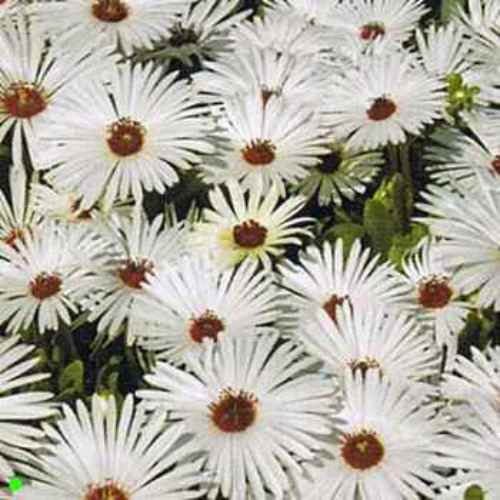Ice Plant Seed - White Livingstone Daisy Ground Cover Seeds