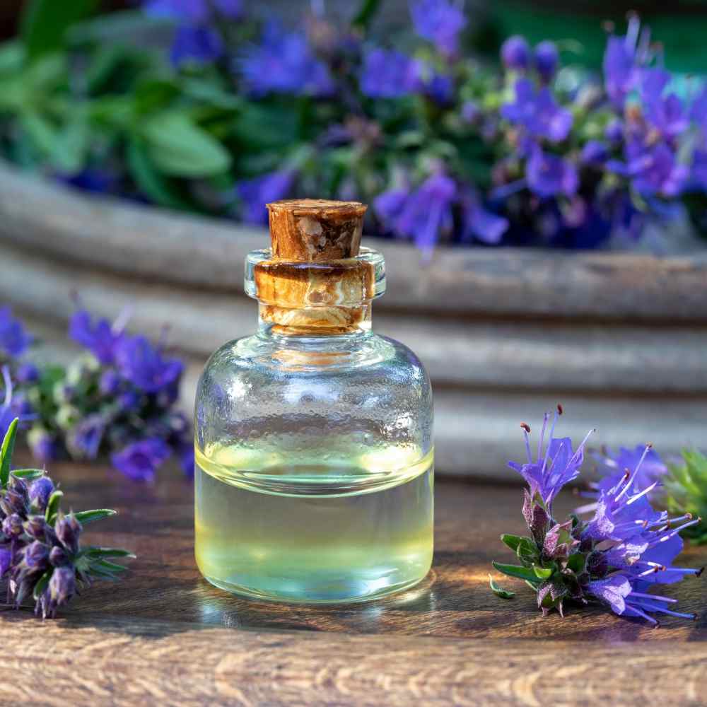 Hyssop Seed - Blue Hyssopus Officinalis Herb Seeds