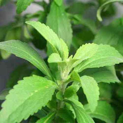 A Quick Look At Natural Sugar Alternatives | Holistic Vision Care ...