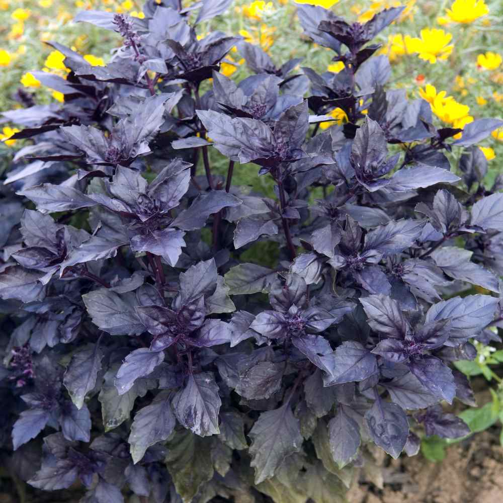 Basil Seed - Dark Opal Sweet Basil Herb Seeds