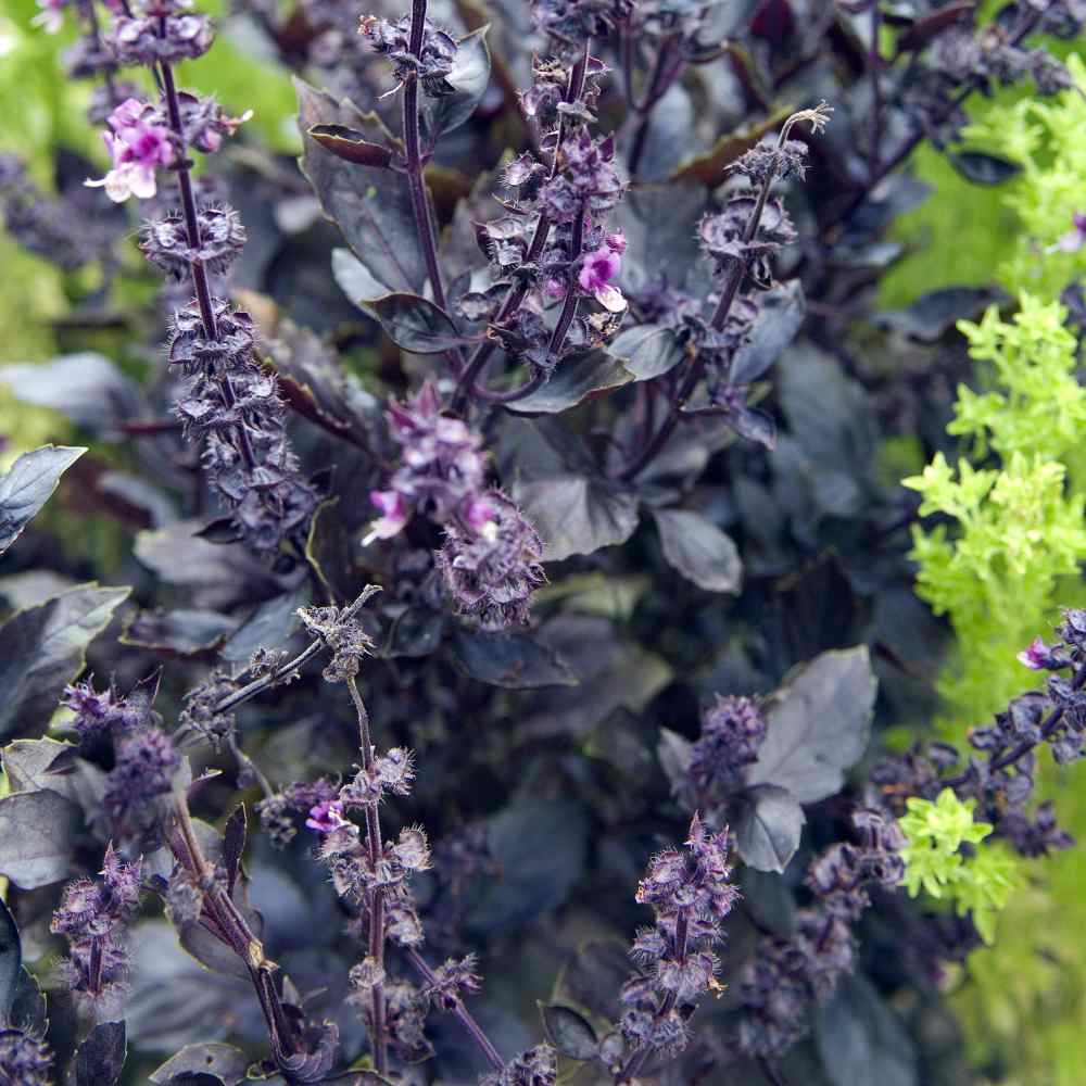 Basil Seed - Dark Opal Sweet Basil Herb Seeds