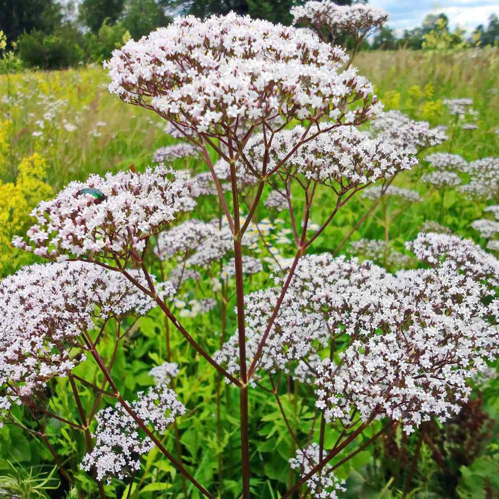 Valerian Seeds Garden Heliotrope Herb Seed