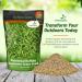 Sundancer Buffalo Grass Seed Native Drought Tolerant Grasses For ...