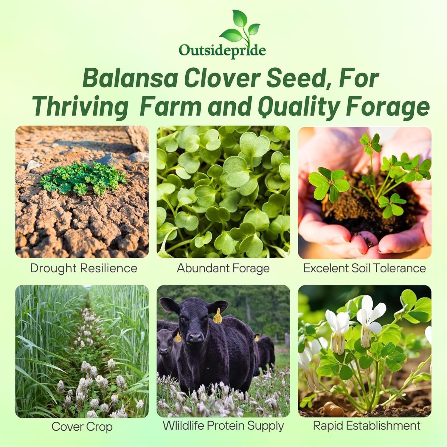 Drought Tolerant Clover