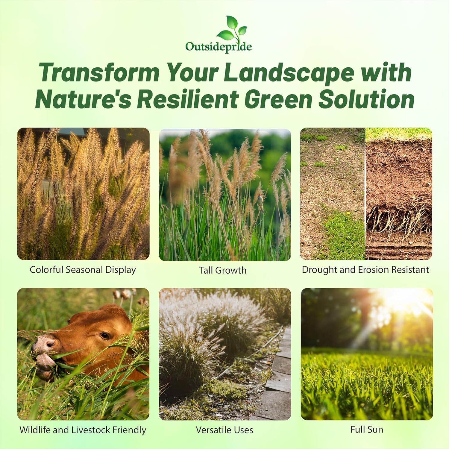 Indian Grass Seed Indian Grass Drought Tolerant Native Grass Seeds For