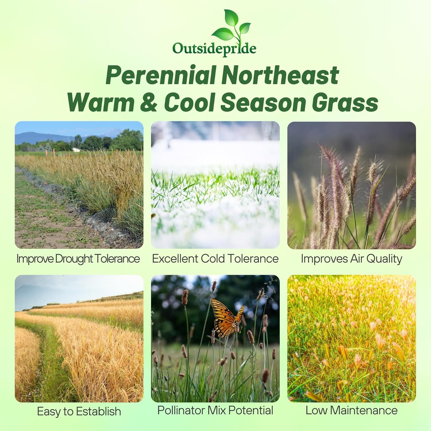 Drought Tolerant Grass Seed Switchgrass Prairie Native Drought