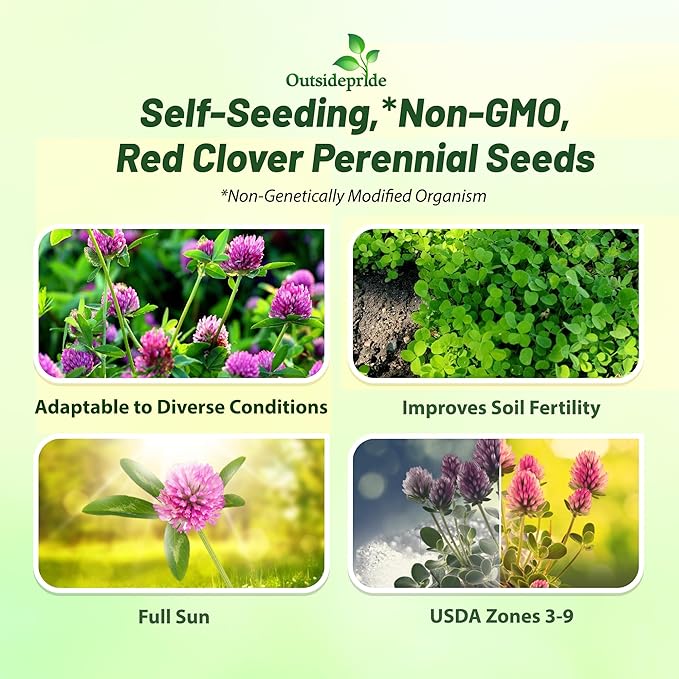 Red Clover Plant Flawn Seed Medium Red Clover Flowering Lawn Seed