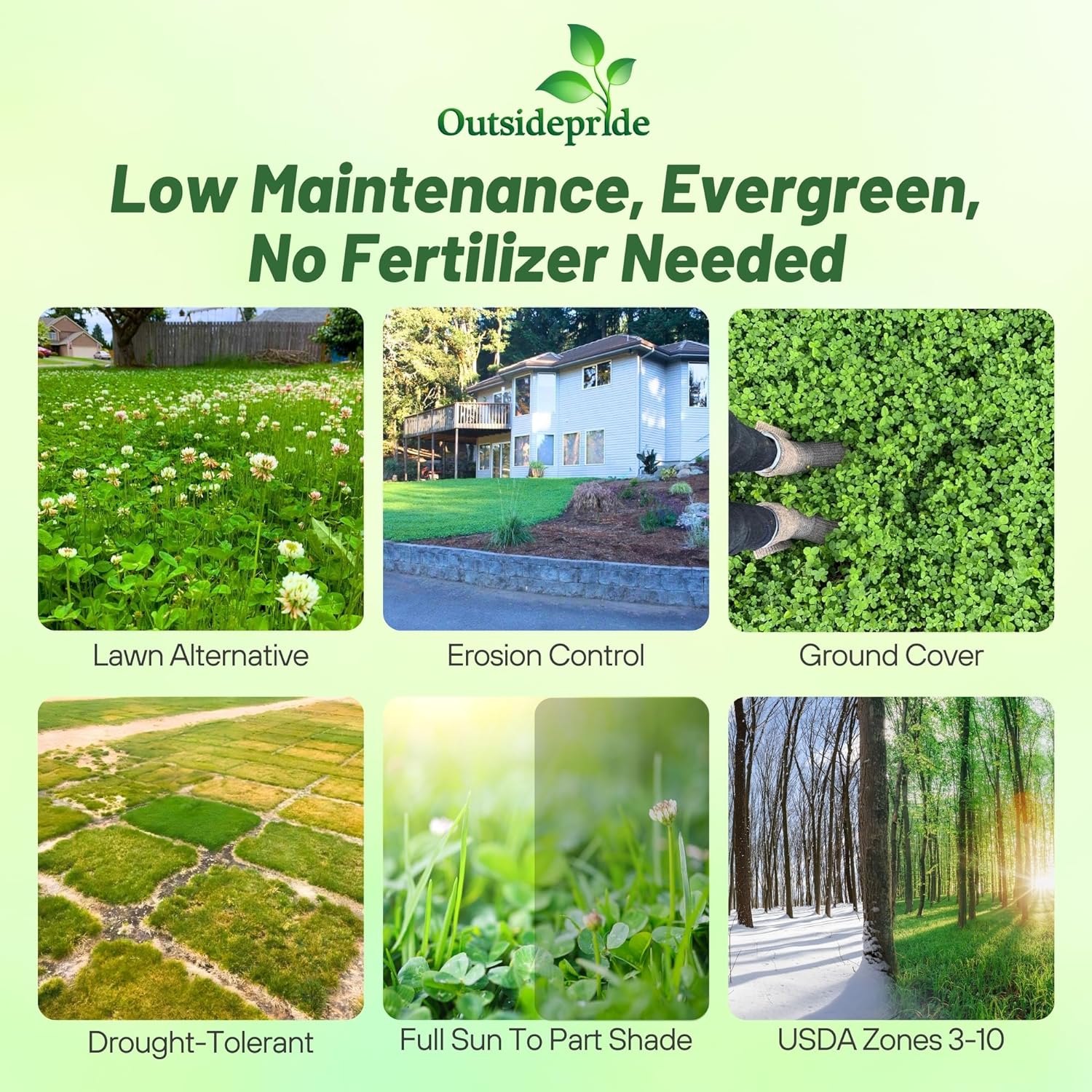 White Dutch Clover Seeds For Planting, Lawns, Erosion Control, Ground ...