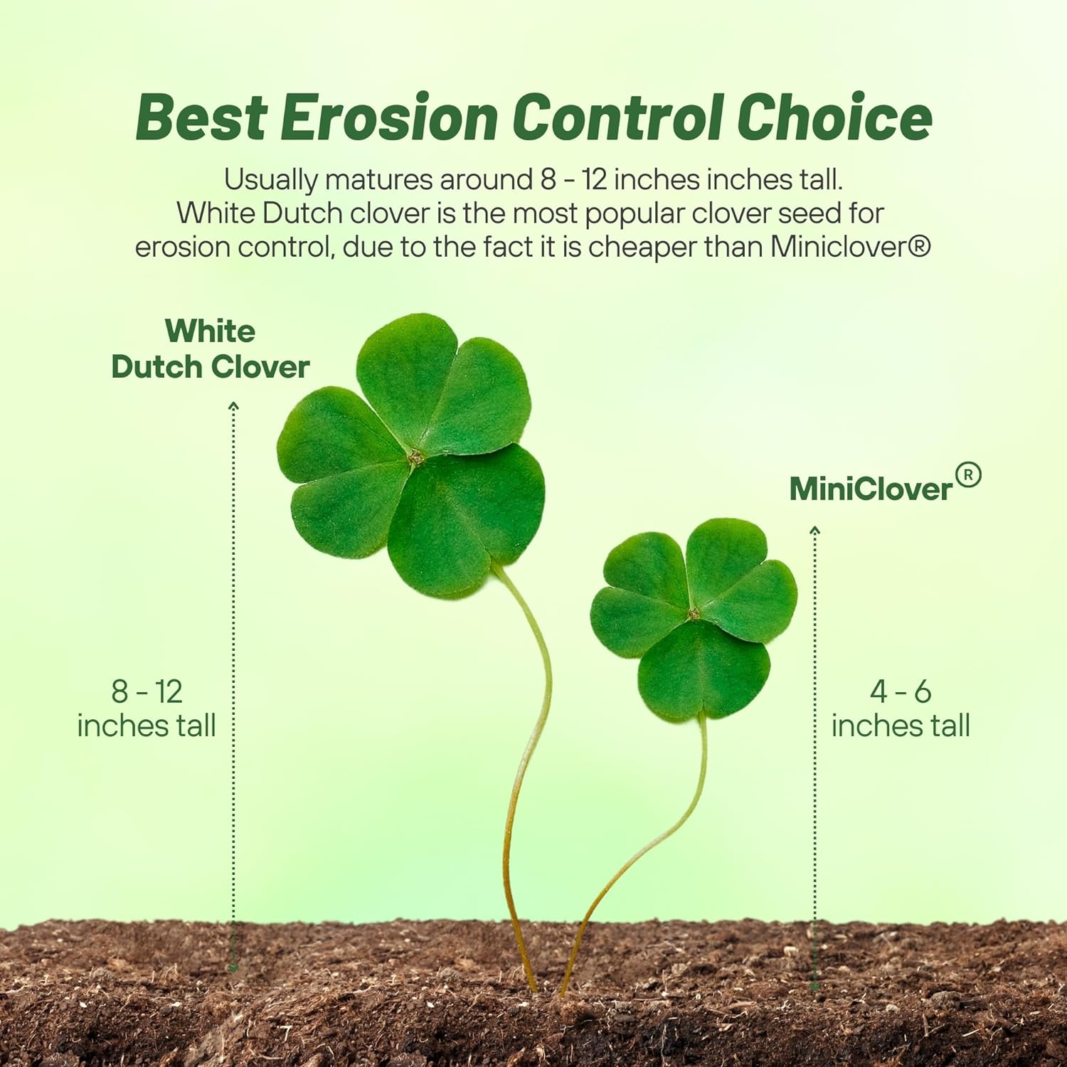 Dutch white clover seed store