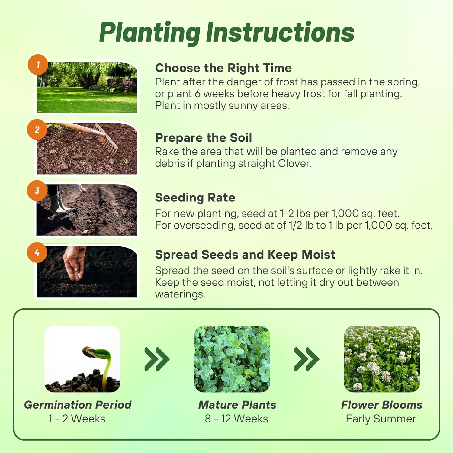 White Dutch Clover Seeds For Planting, Lawns, Erosion Control, Ground ...