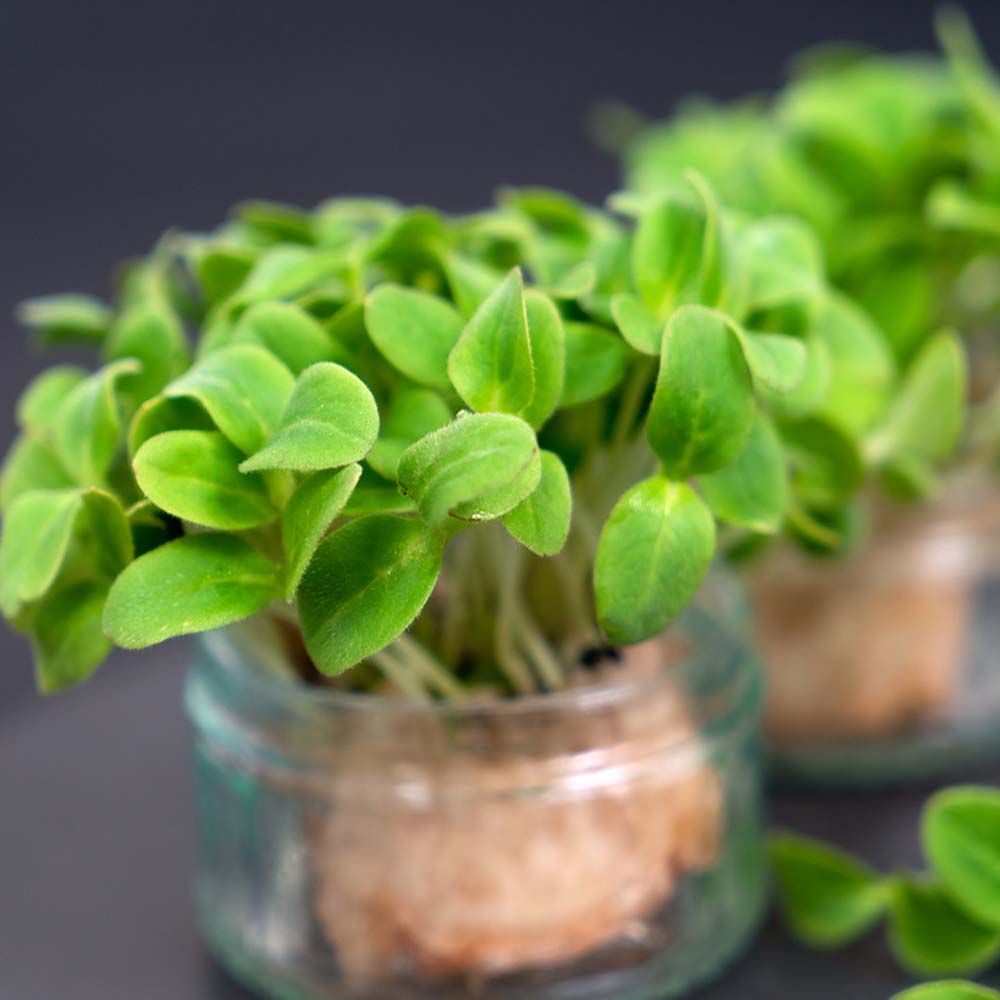 Heirloom Borage Herb Seeds For Microgreens or Sprouting