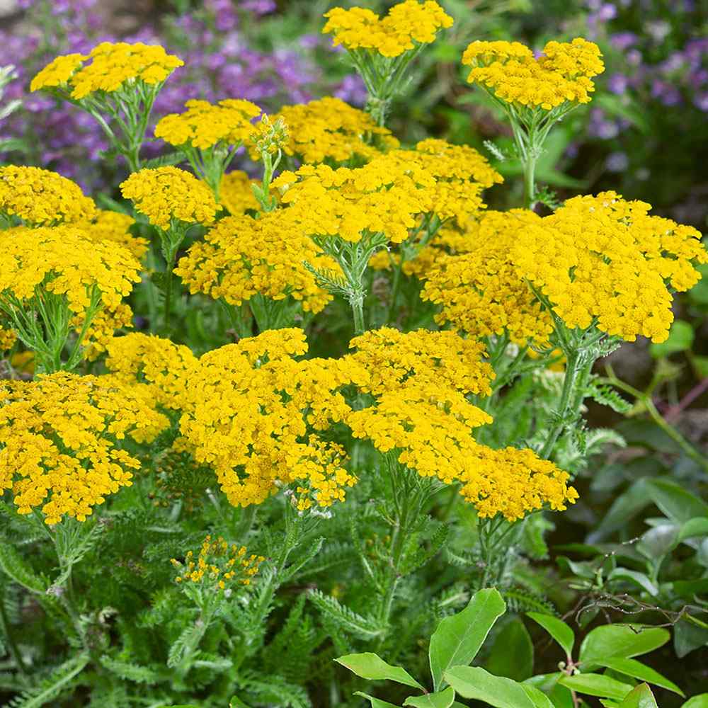 Yarrow Seeds | Dwarf Ground Cover Seed