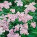 Achillea Yarrow Love Parade Garden Flower Drought tolerant Plant Seeds
