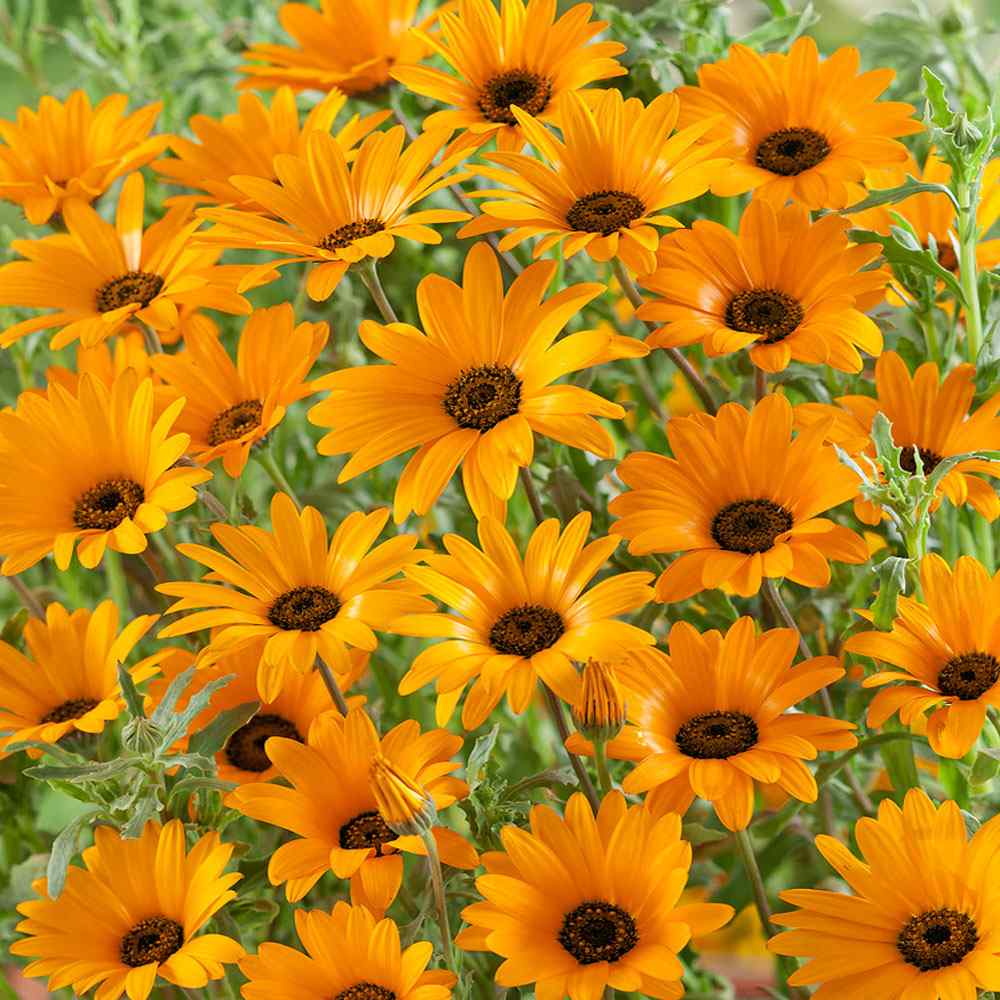 African Daisy Seeds Dimorphoteca Sinuata