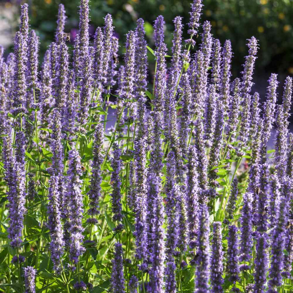 Anise Hyssop Seeds - Anise Hyssop Blue Spike Herb Seed