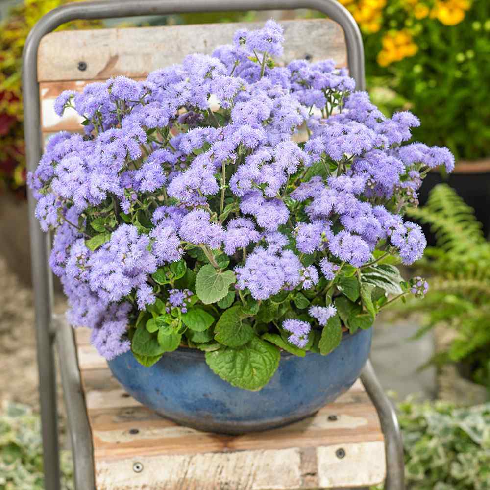 Ageratum Seeds - Blue Floss Flower Annuals