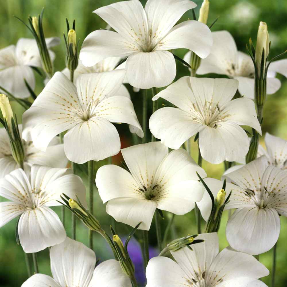 Agrostemma Githago Seeds - White Agrostemma Flower Seeds