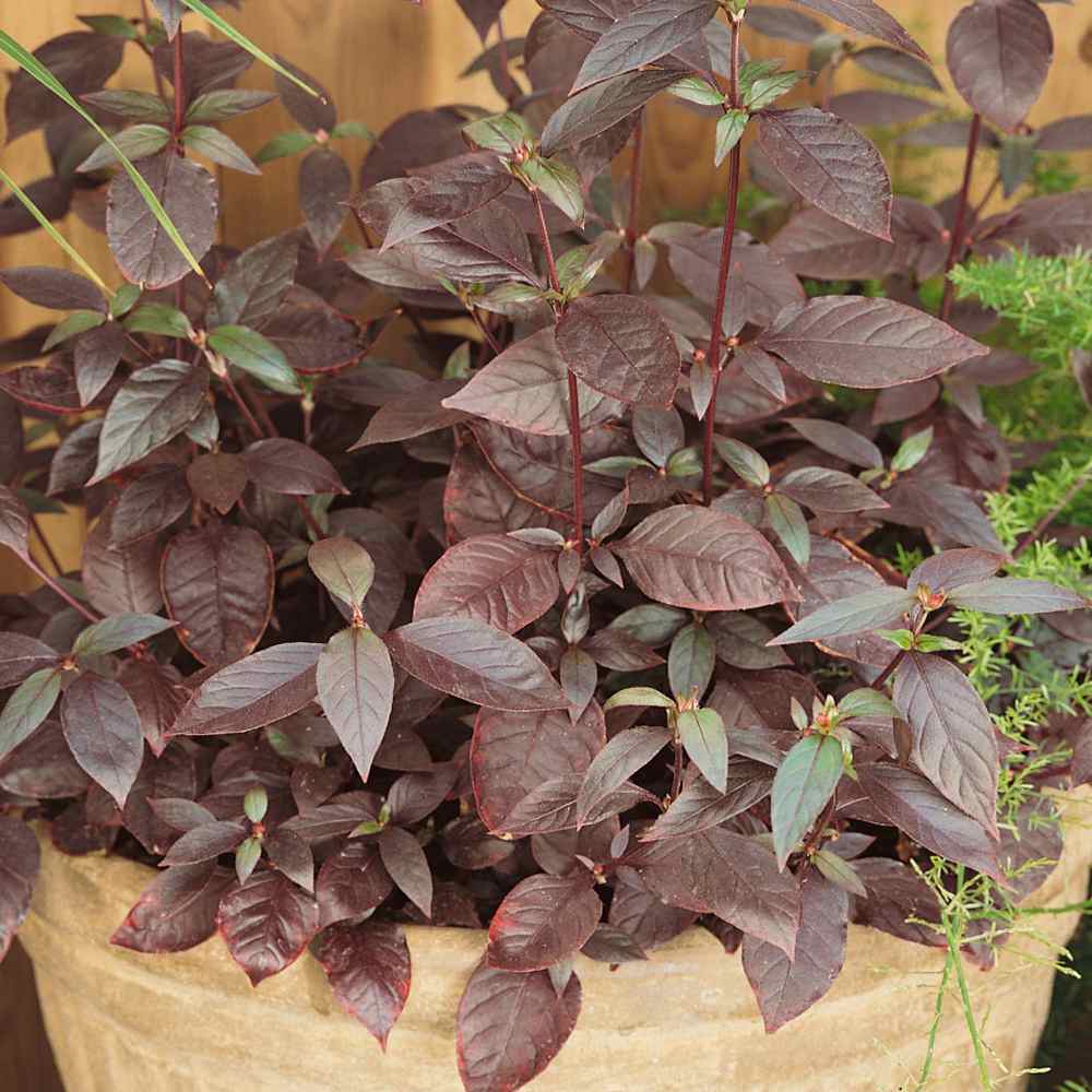 Alternanthera Seeds - Purple Knight Flower Seed