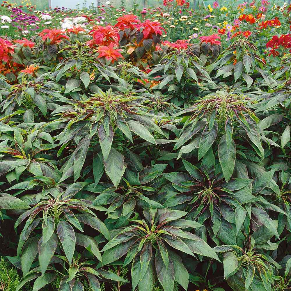 Drought Resistant Amaranthus Illumination Garden Flower Plant Seed